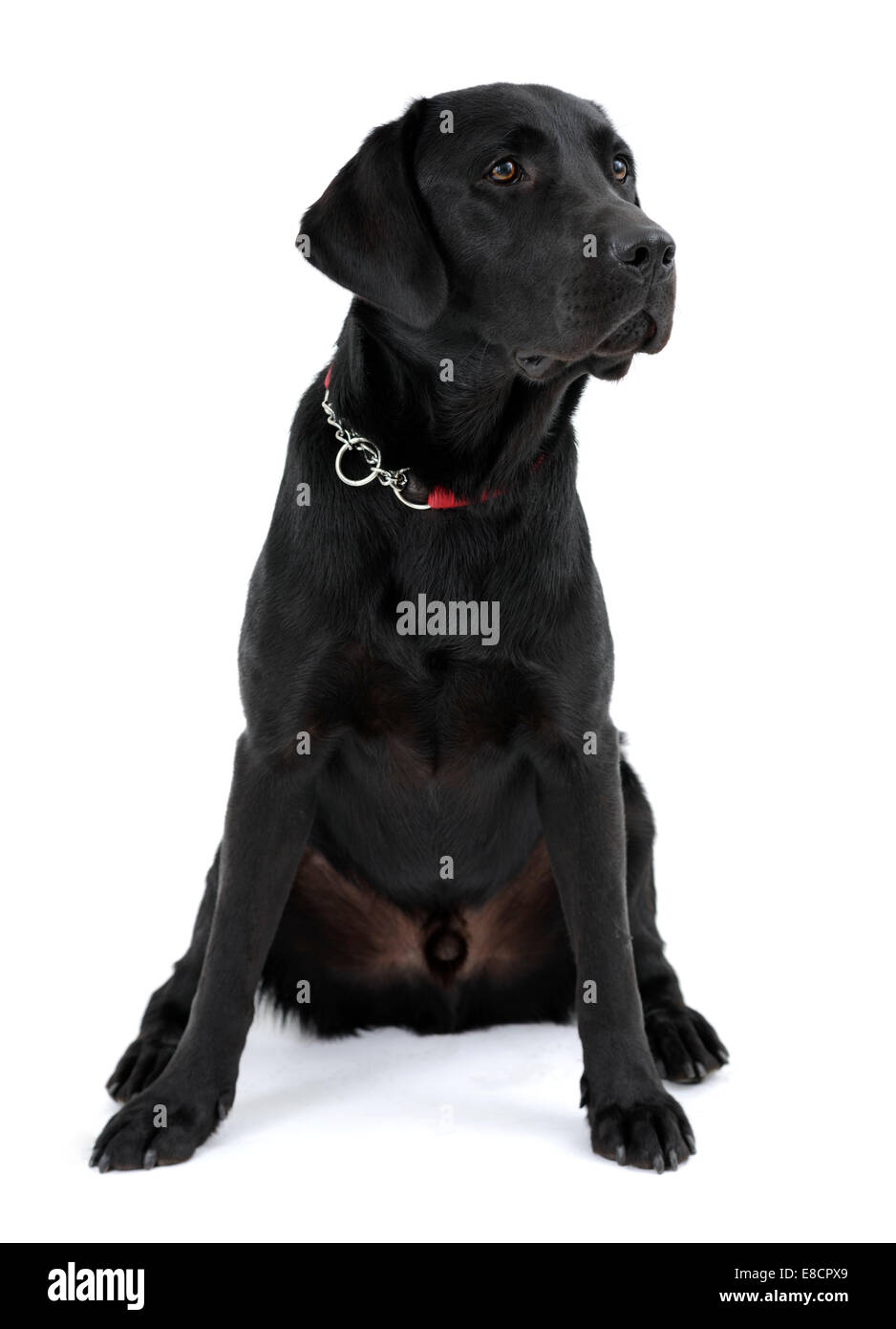Black labrador retriever dog sitting clumsily cut out isolated on white ...