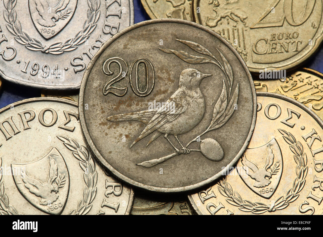 Coins of Cyprus. Cyprus warbler (Sylvia melanothorax) on an olive ...