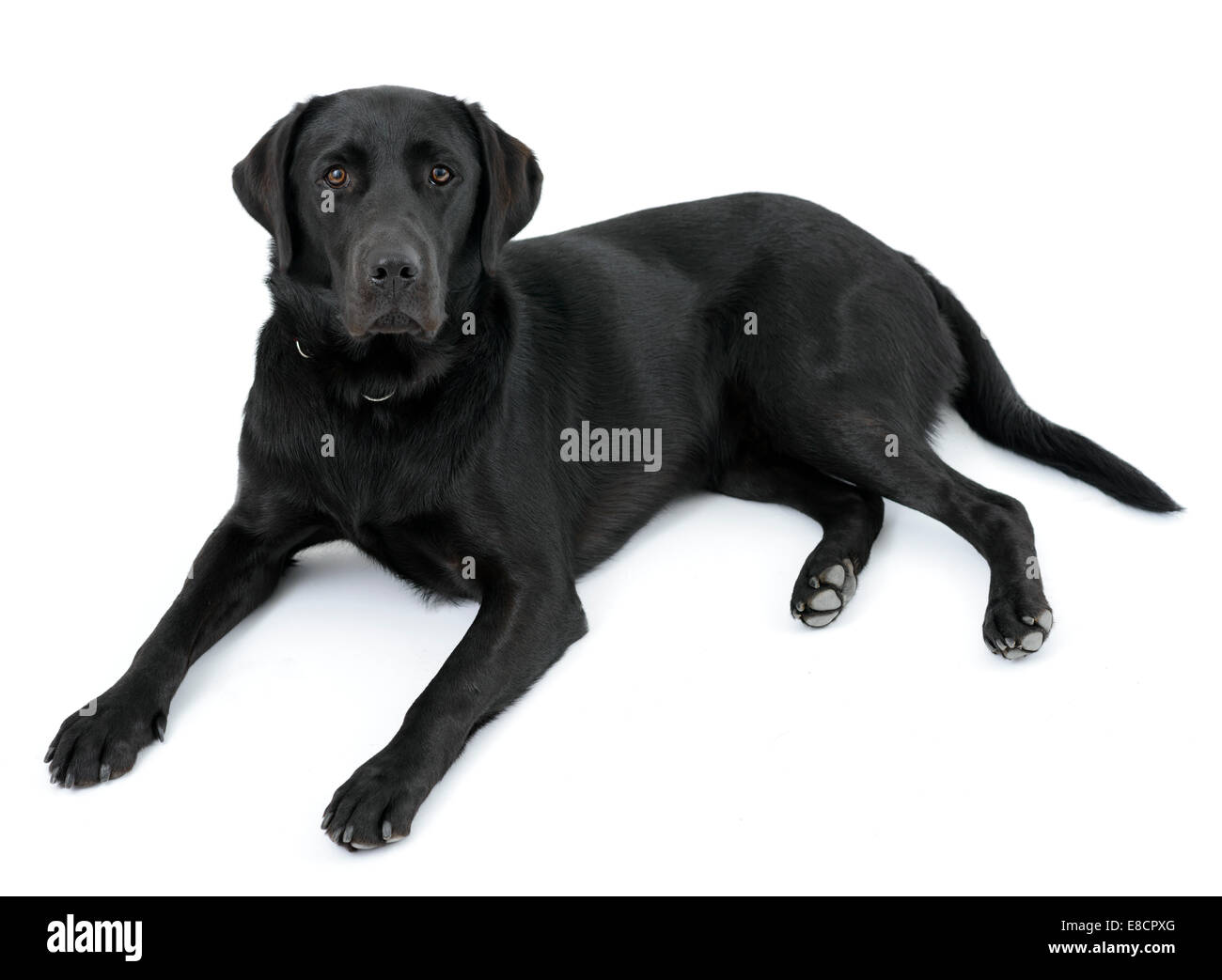 Black labrador retriever dog lying down cut out isolated on white Stock ...