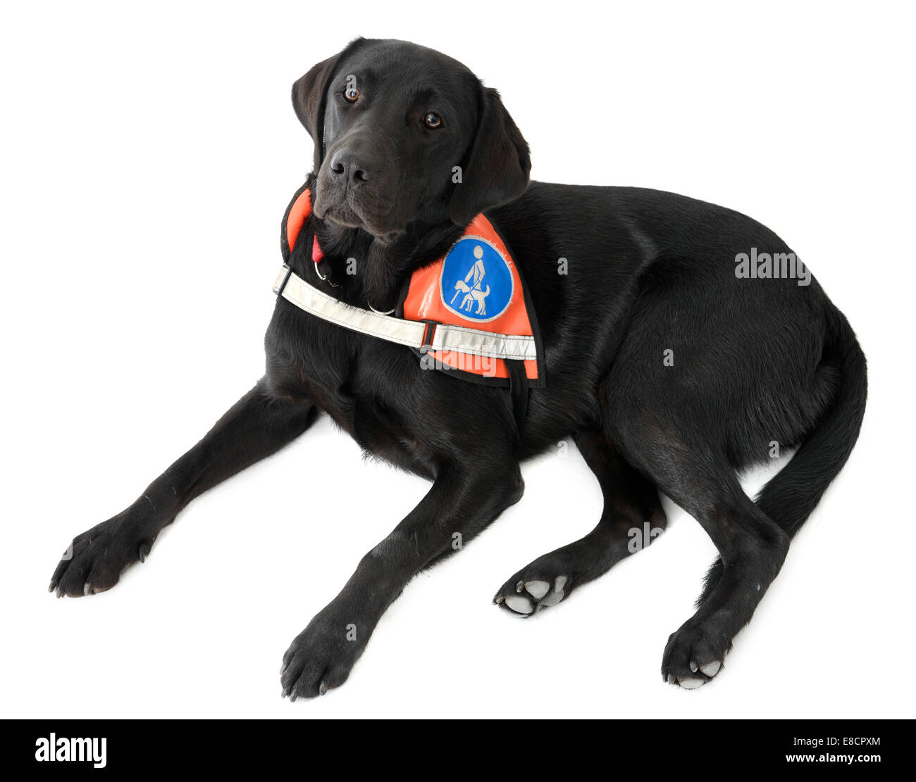 Service dog vest Cut Out Stock Images & Pictures - Alamy