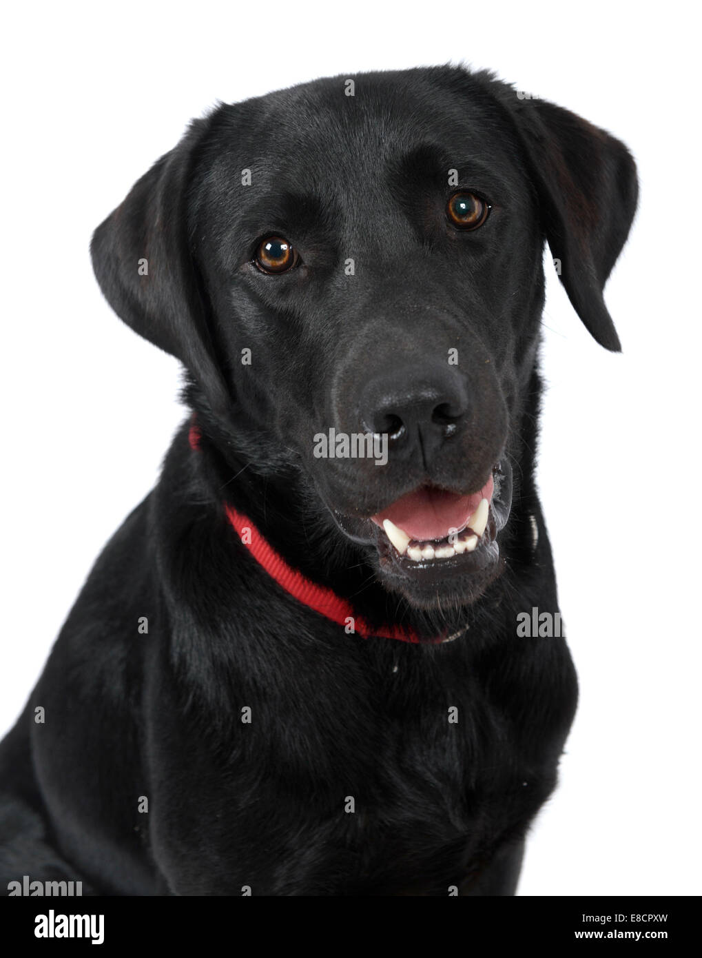 Black labrador retriever looking at camera cut out isolated on white ...