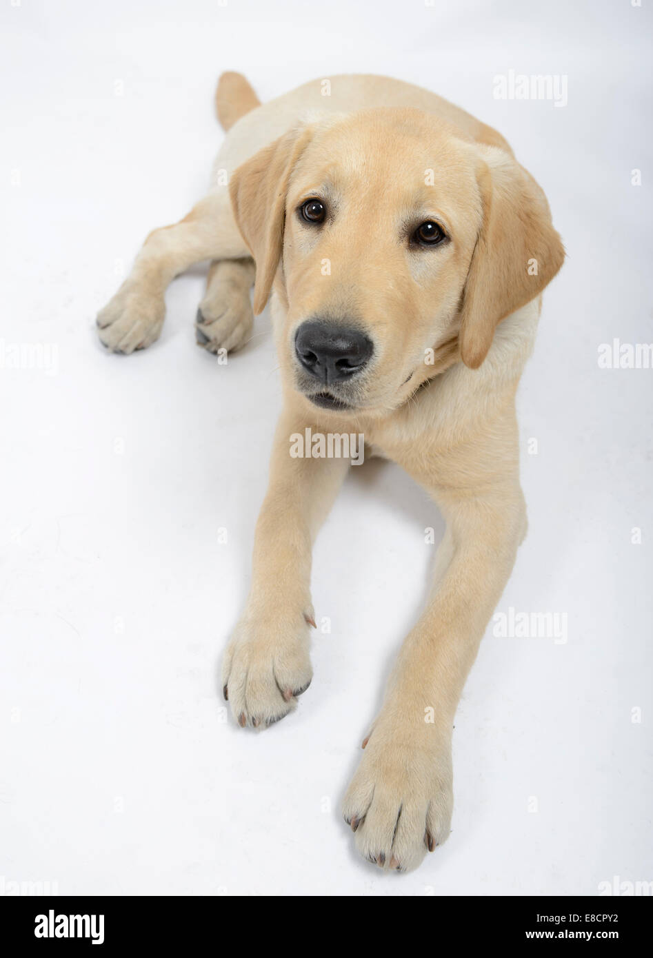 Funny face of labrador puppy hi-res stock photography and images - Alamy