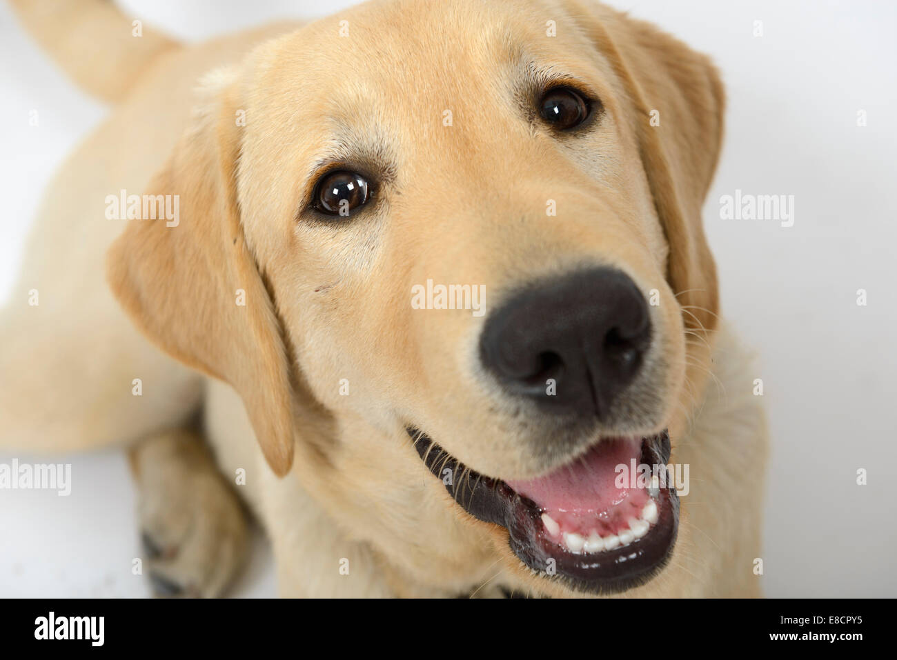 Funny face of labrador puppy hi-res stock photography and images - Alamy