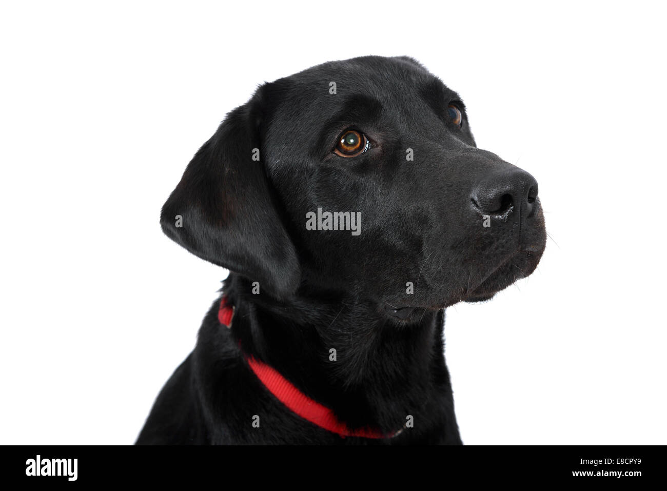 Attentive black labrador retriever dog cut out isolated on white ...