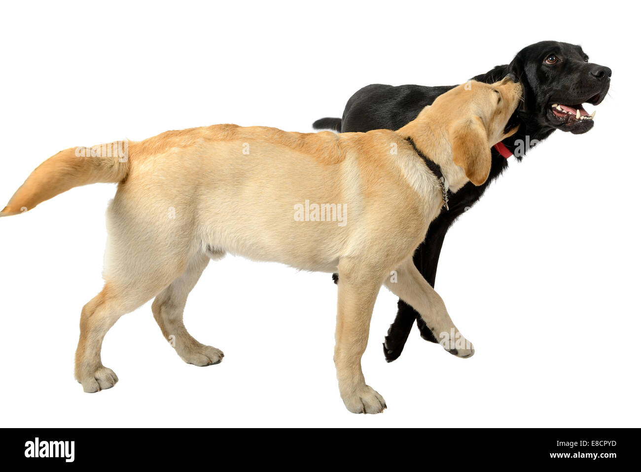 Black and yellow labrador retrievers playing cut out isolated on white ...
