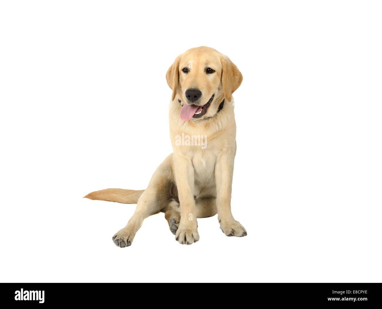 Retriever yellow labrador Cut Out Stock Images & Pictures - Alamy