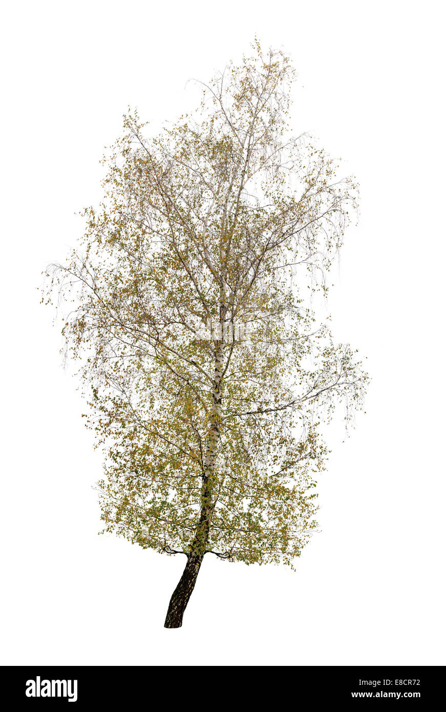 single birch tree isolated Stock Photo - Alamy