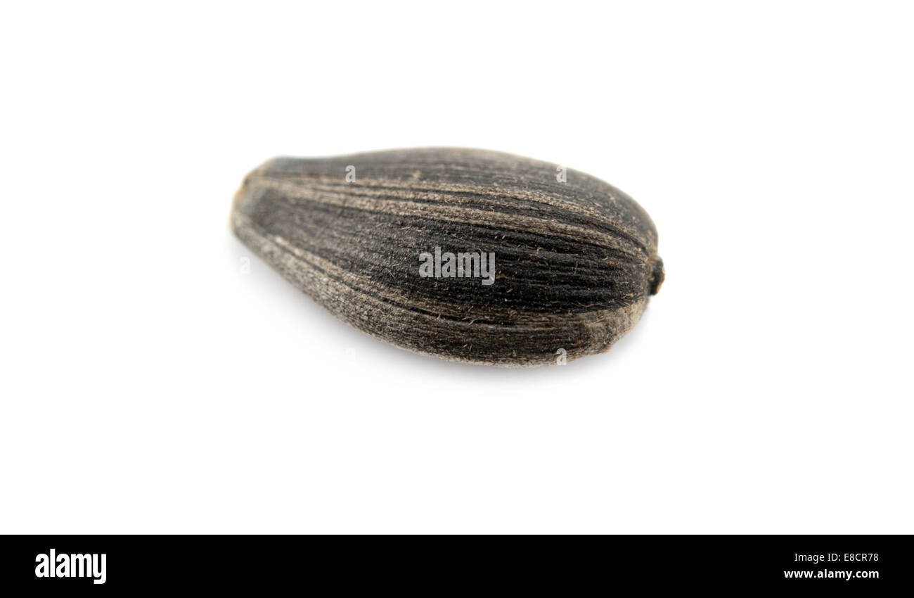 sunflower seed close up extreme macro shot isolated on white Stock ...