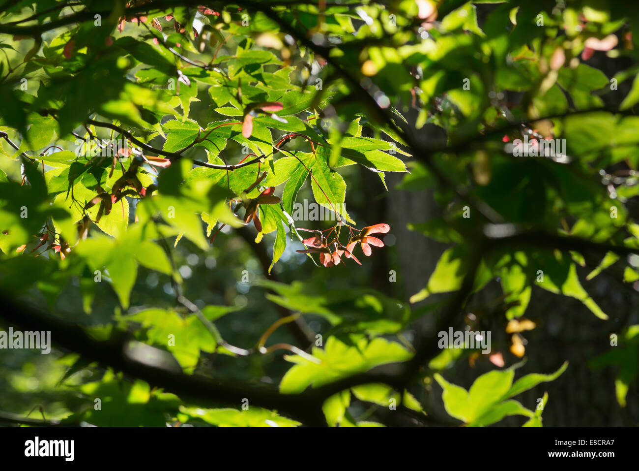 Sycamore maple tree seeds hi-res stock photography and images - Alamy