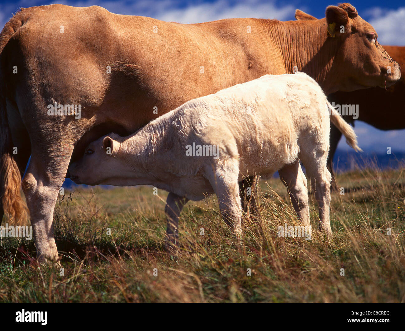 Calf suckling cow hi-res stock photography and images - Alamy