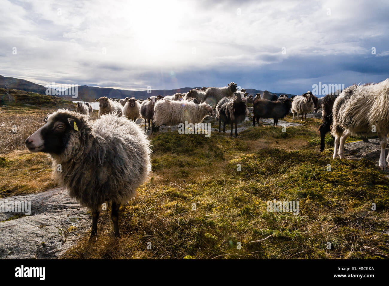 Stokksund, Norway. Domestic sheep Stock Photo - Alamy