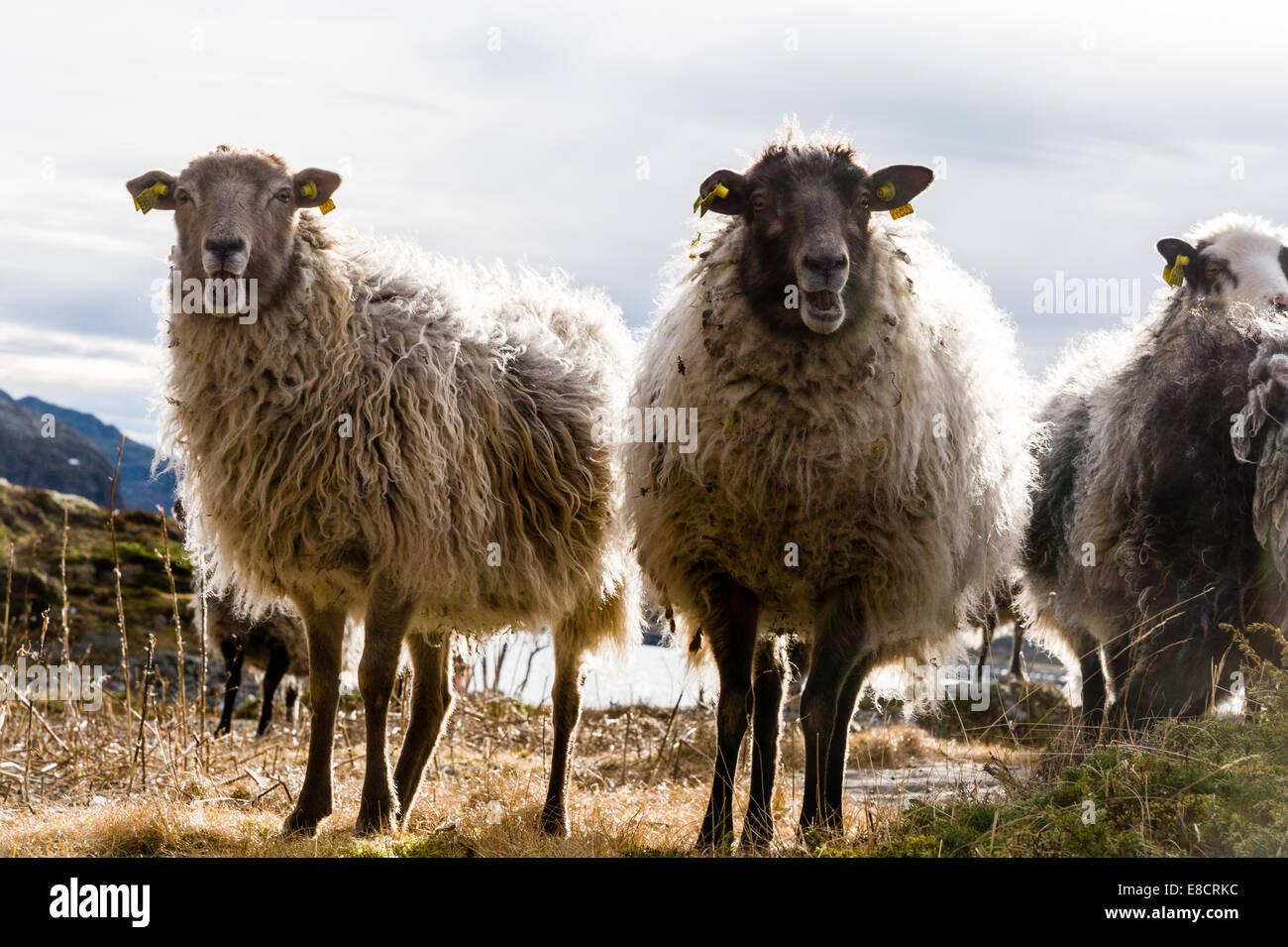Old norwegian sheep hi-res stock photography and images - Alamy