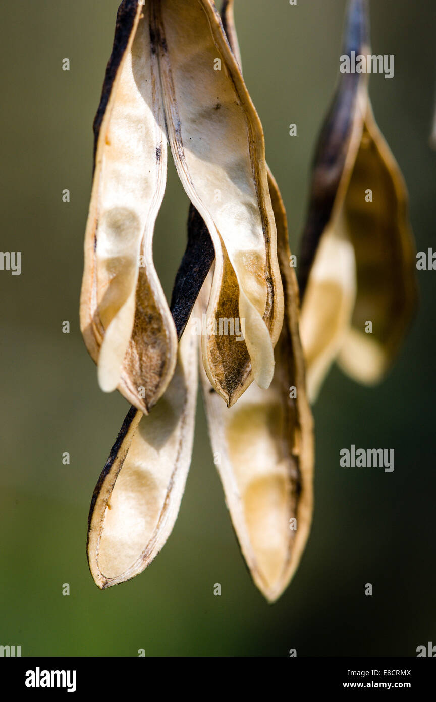 Laburnum seeds hi-res stock photography and images - Alamy