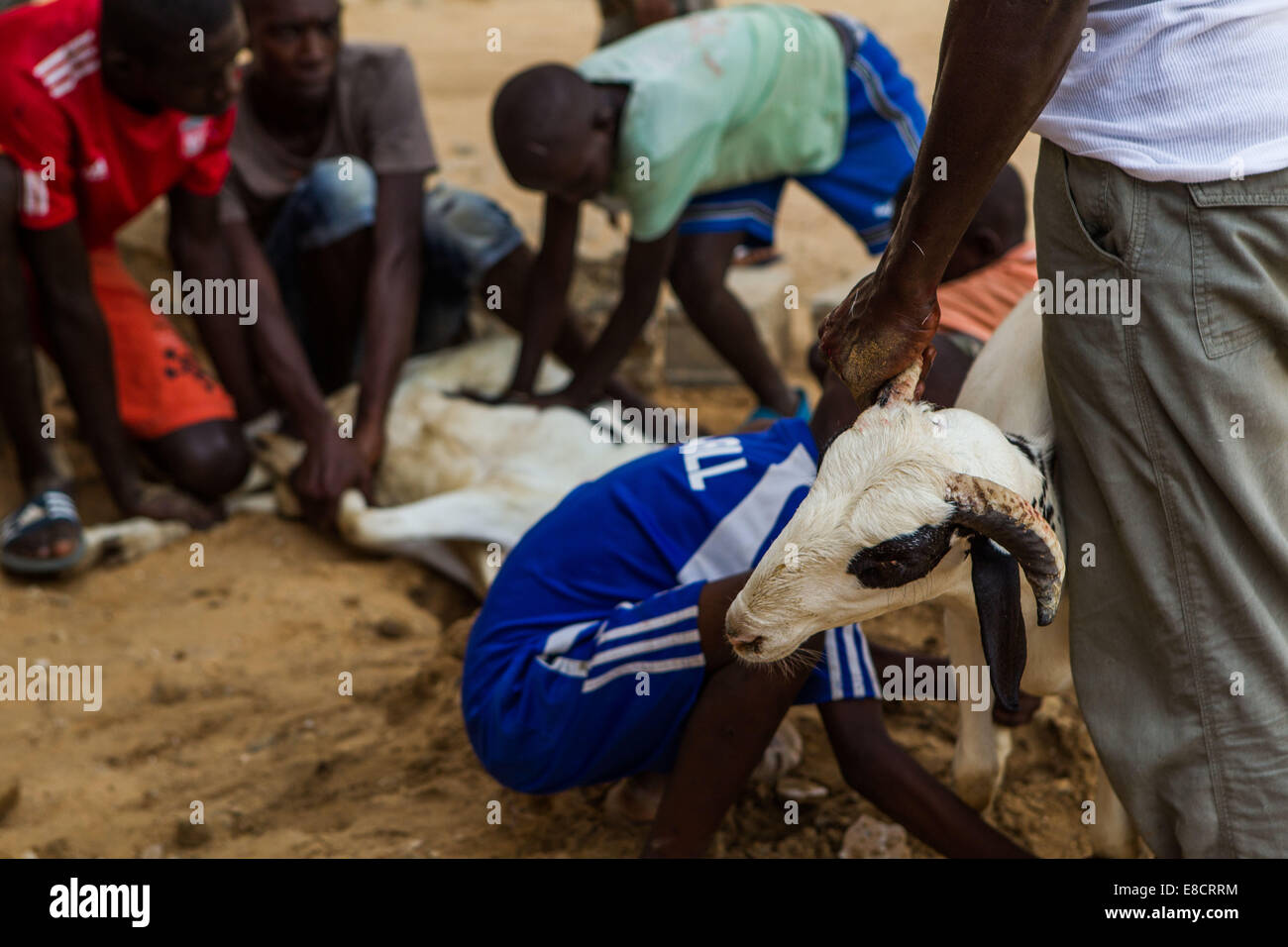 Senegalese goat hi-res stock photography and images - Alamy