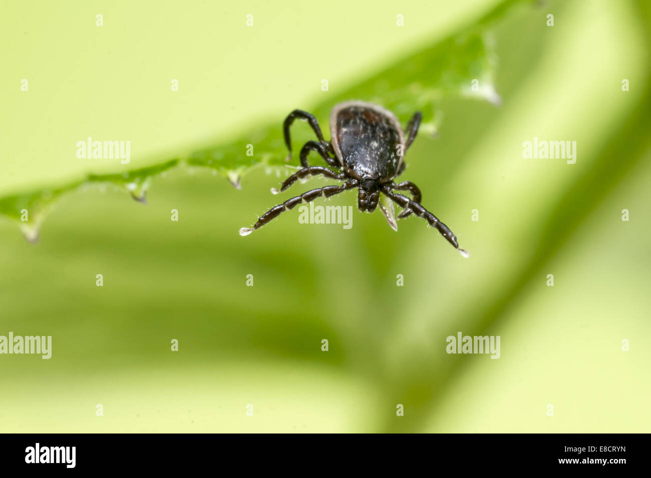 The Sheep Tick, Ixodes persulcatus Stock Photo - Alamy