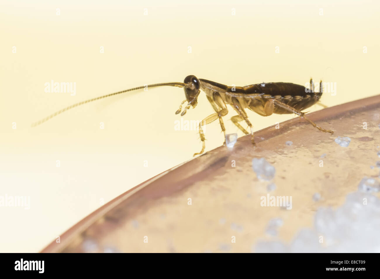 The German cockroach Stock Photo - Alamy