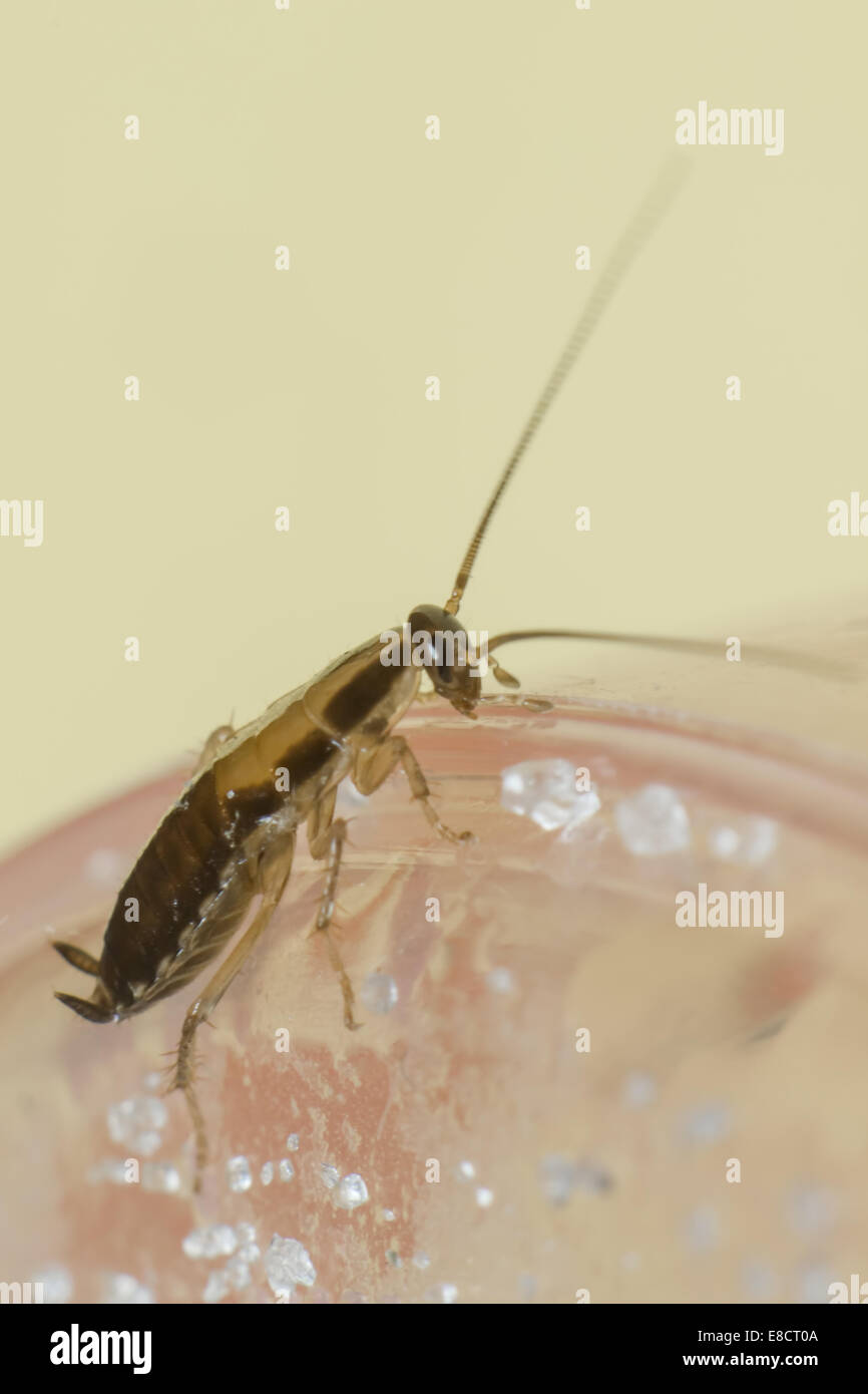 The German cockroach Stock Photo - Alamy