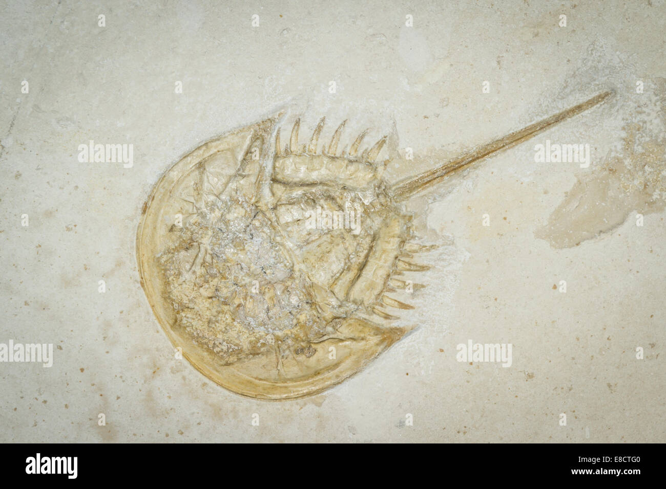 close up of a well preserved trilobite fossil Stock Photo - Alamy