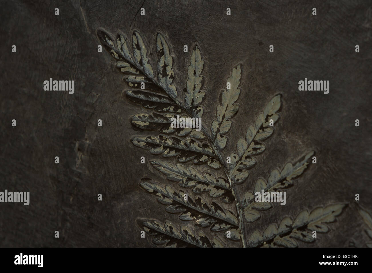 fossilized fern Nauropteris ovate, very well preserved on a dark rock ...