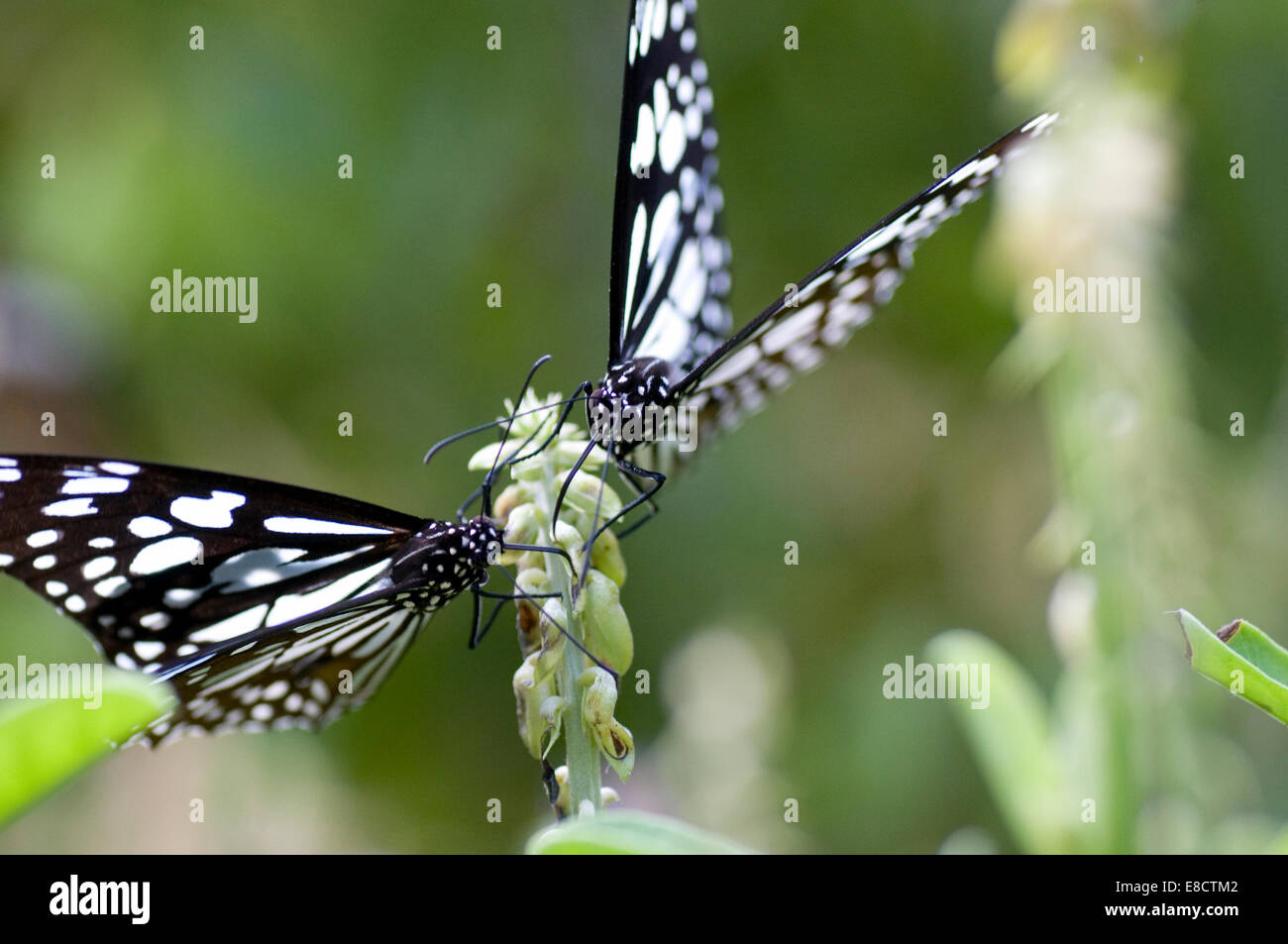 Danainae butterflies dark blue tiger tirumala septentrionis hi-res ...