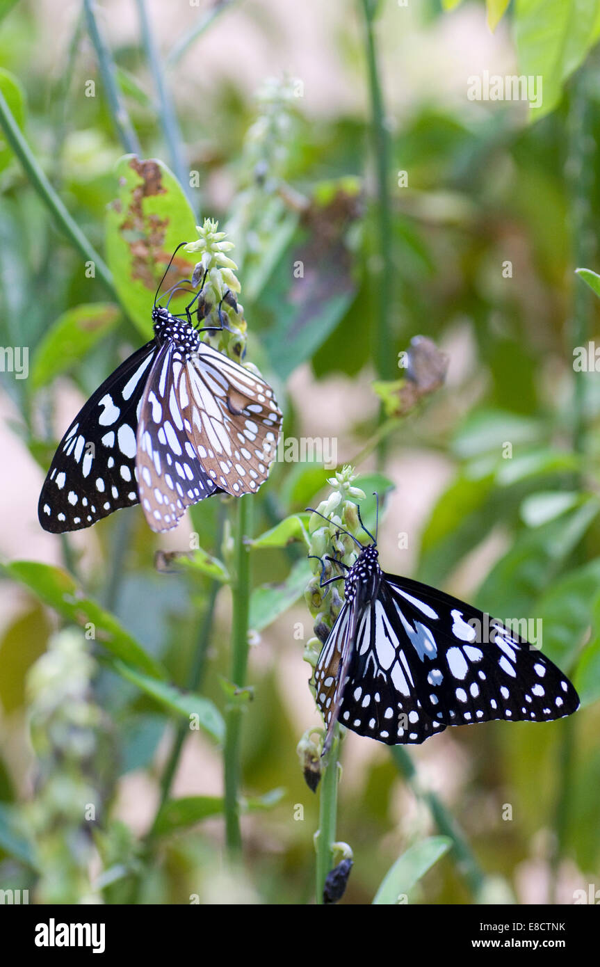 Danainae butterflies Dark Blue Tiger (Tirumala septentrionis Stock ...