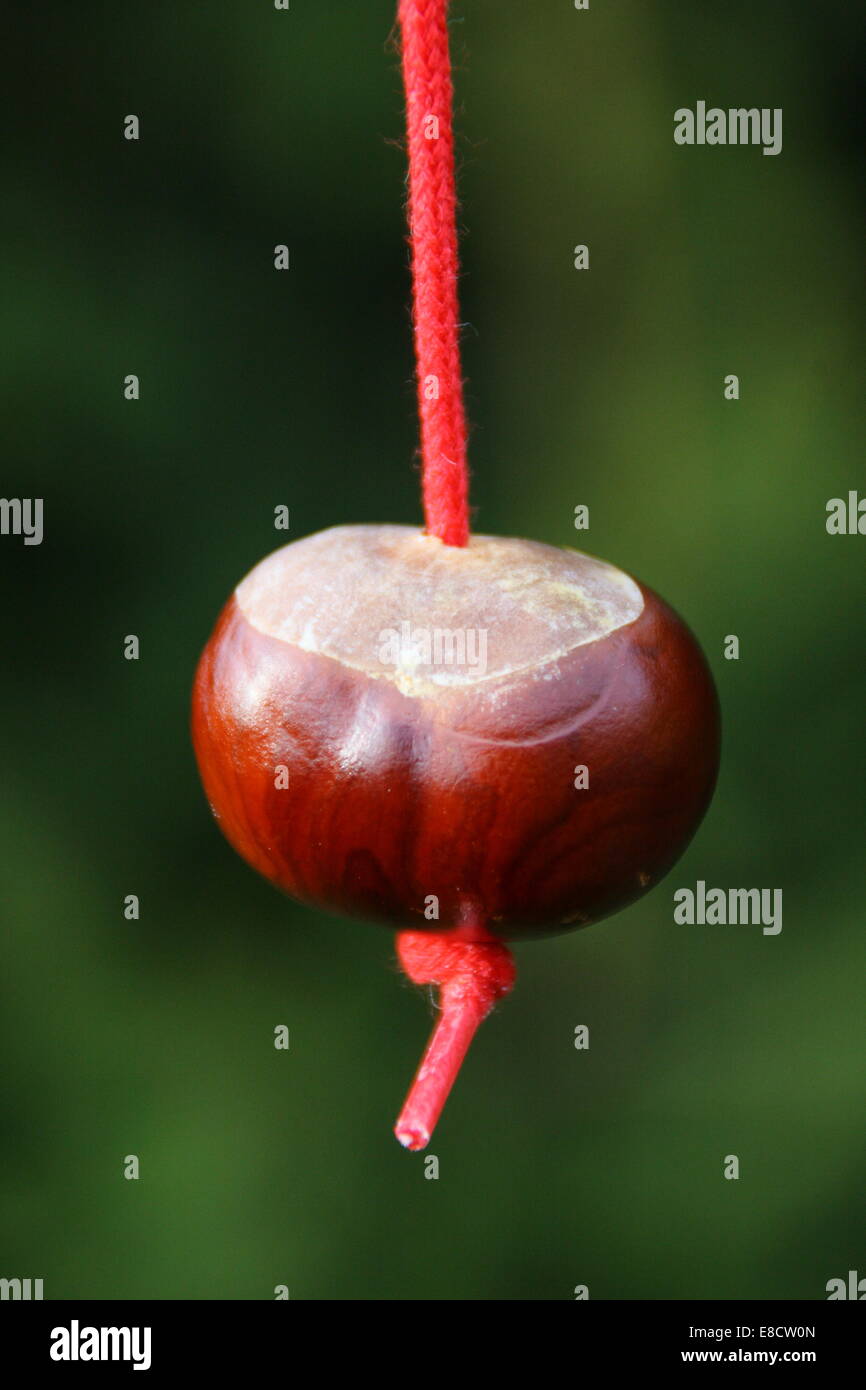 Conkers hanging by string hi-res stock photography and images - Alamy