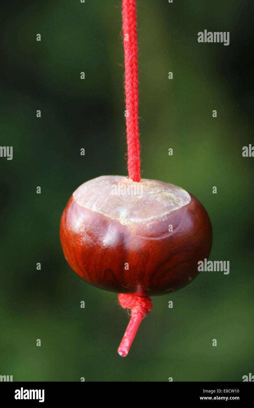 Conkers game hi-res stock photography and images - Alamy
