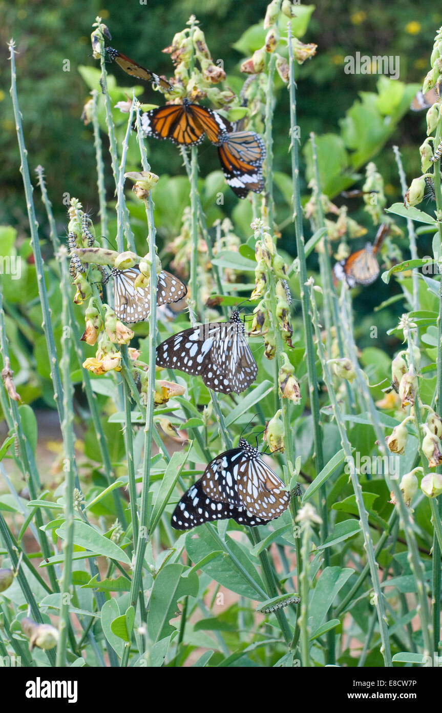Three Danainae butterflies. Dark Blue Tiger (Tirumala septentrionis ...