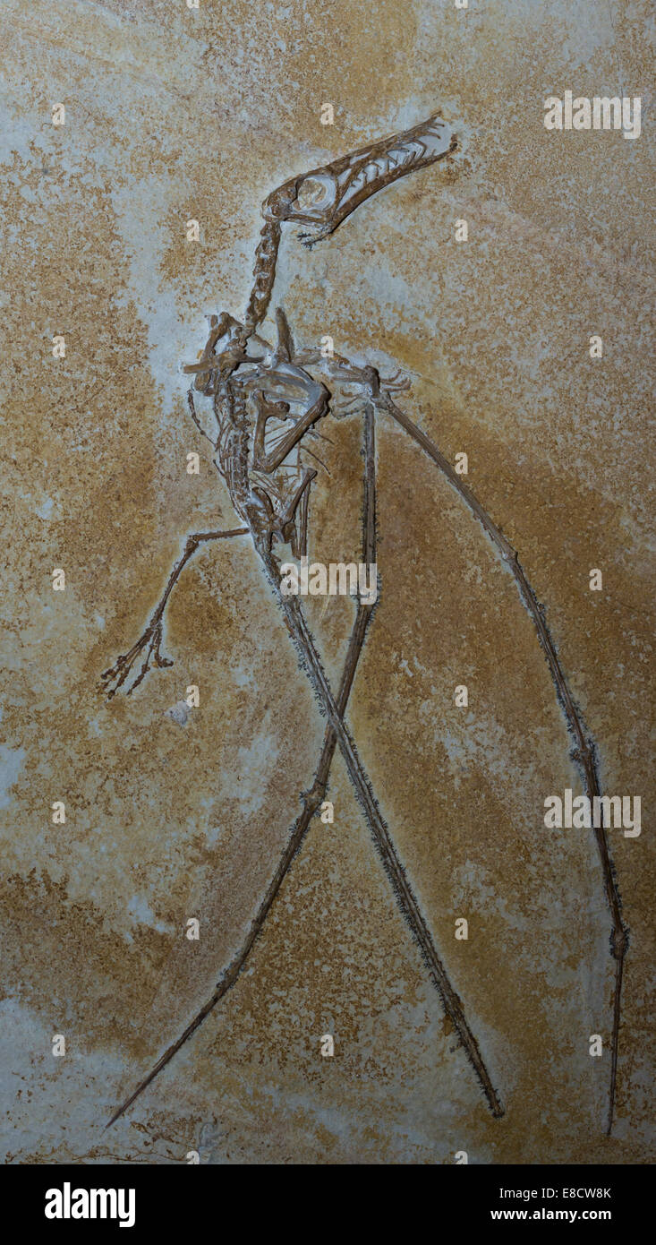 close up of a well preserved dinosaur fossil Stock Photo - Alamy