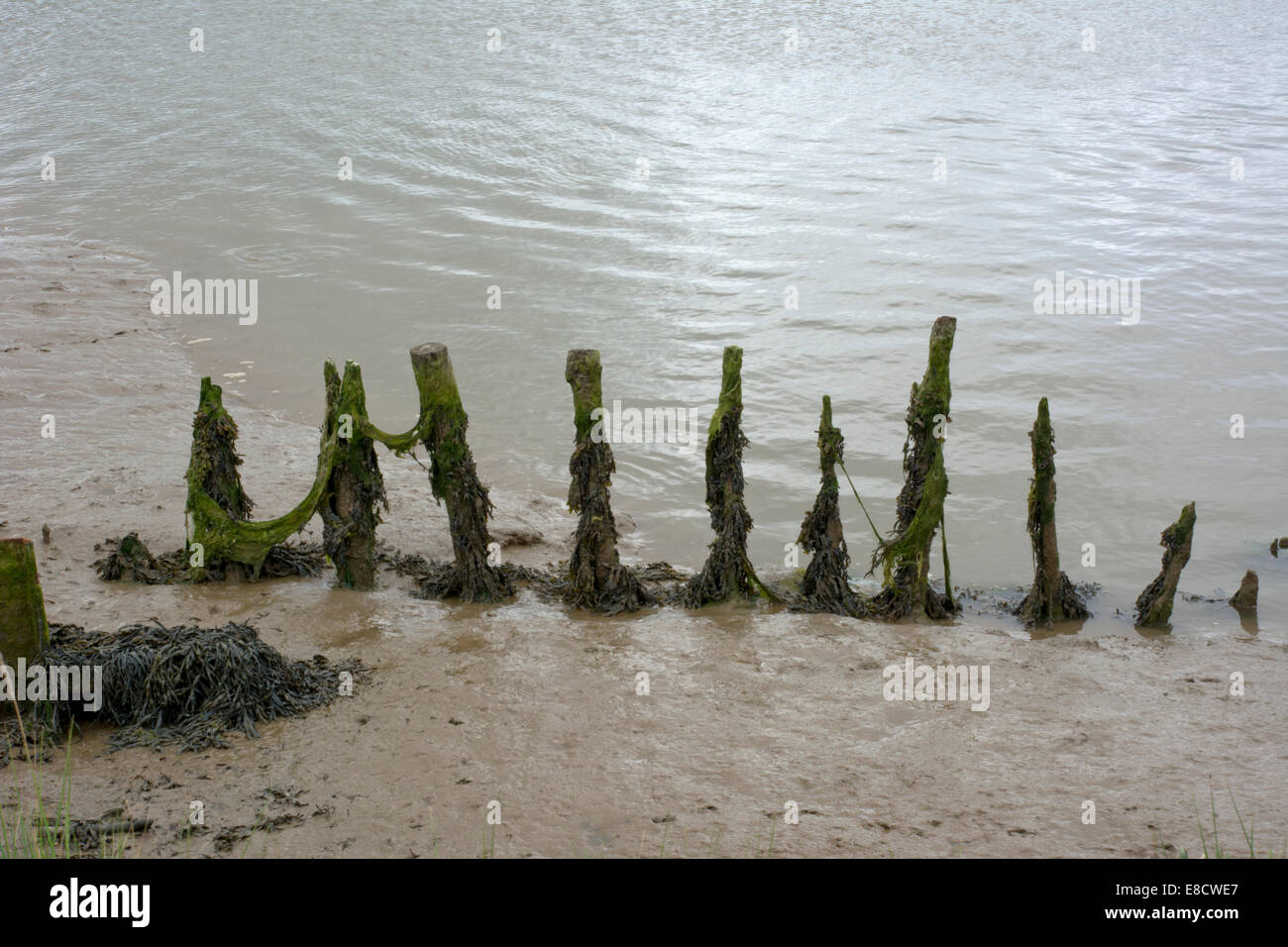 Old wooden groynes hi-res stock photography and images - Alamy