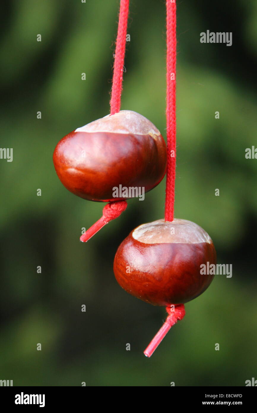 Conkers on string hi-res stock photography and images - Alamy