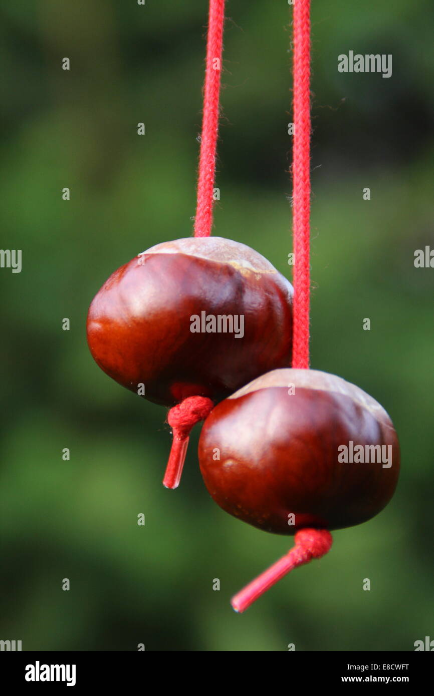 Traditional game of conkers hi-res stock photography and images - Alamy