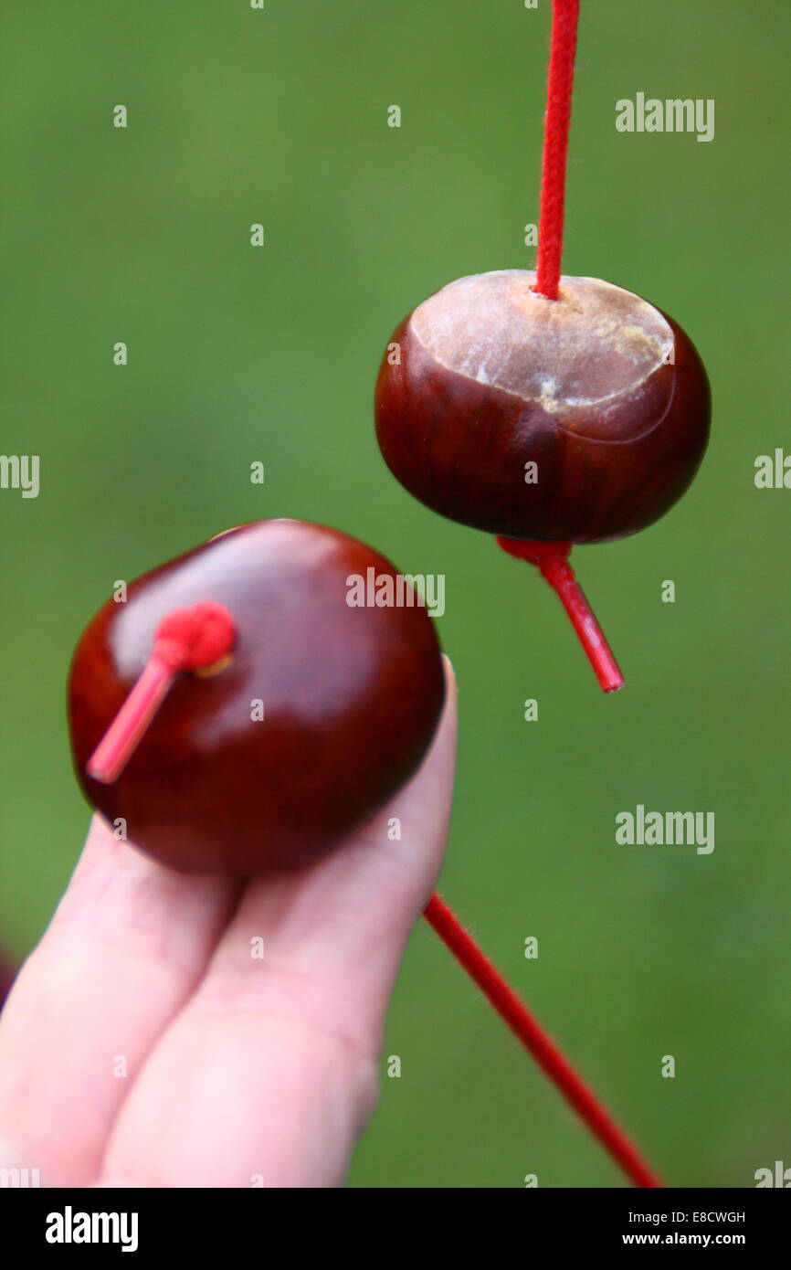 Conker competition hi-res stock photography and images - Alamy