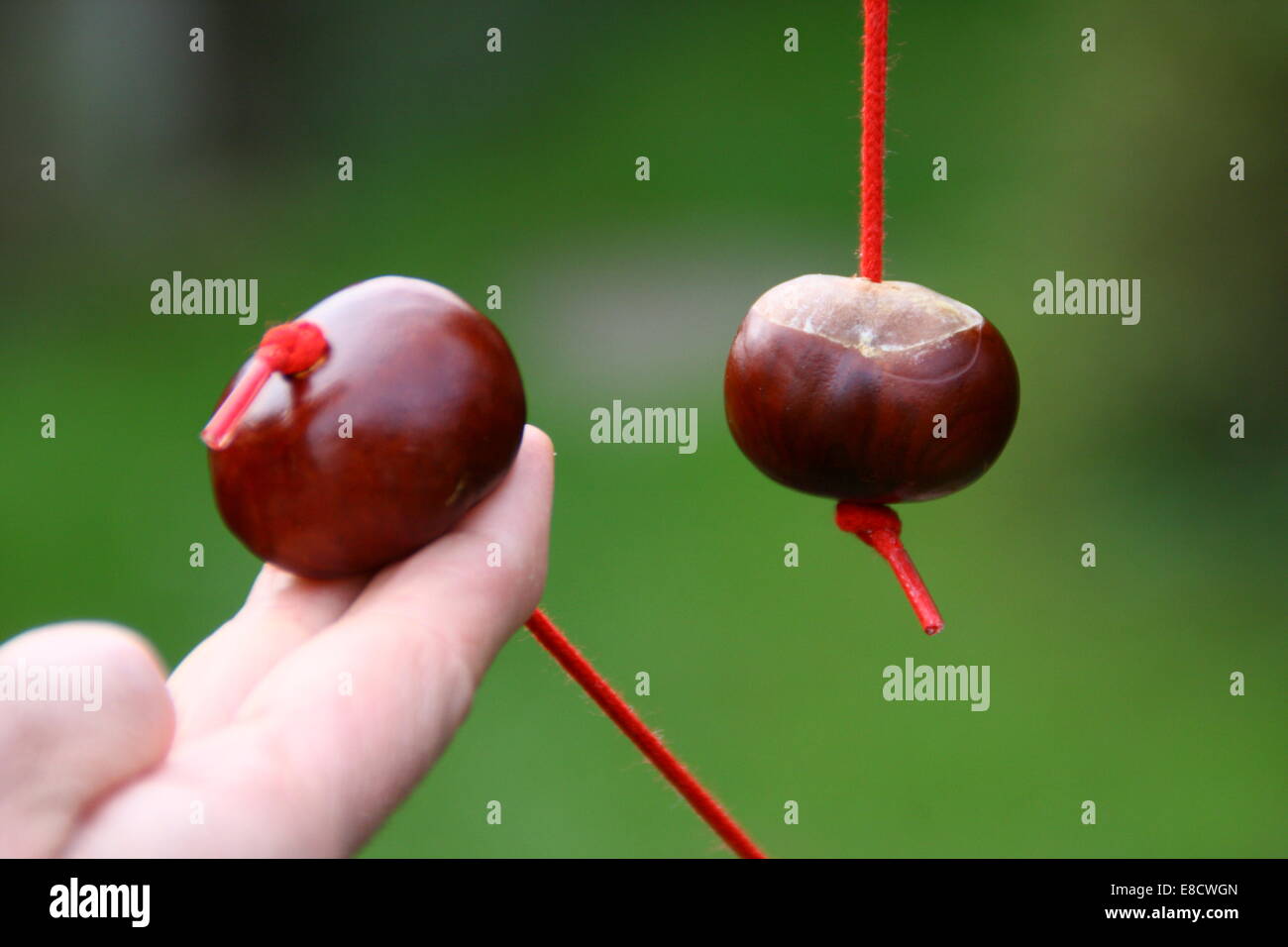 Playing conkers hi-res stock photography and images - Alamy