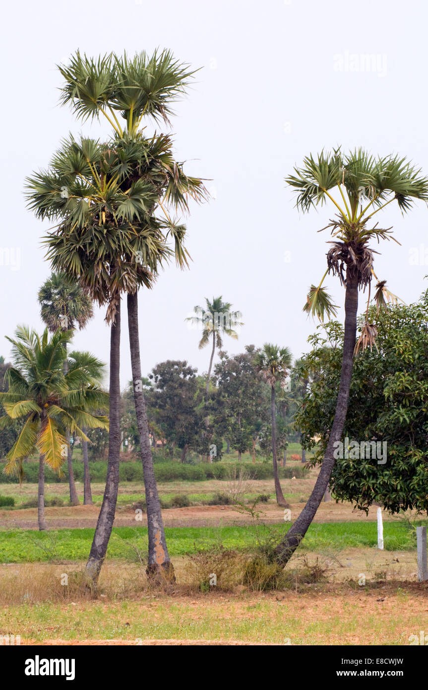 Three coconut palm trees within rural South India Stock Photo - Alamy