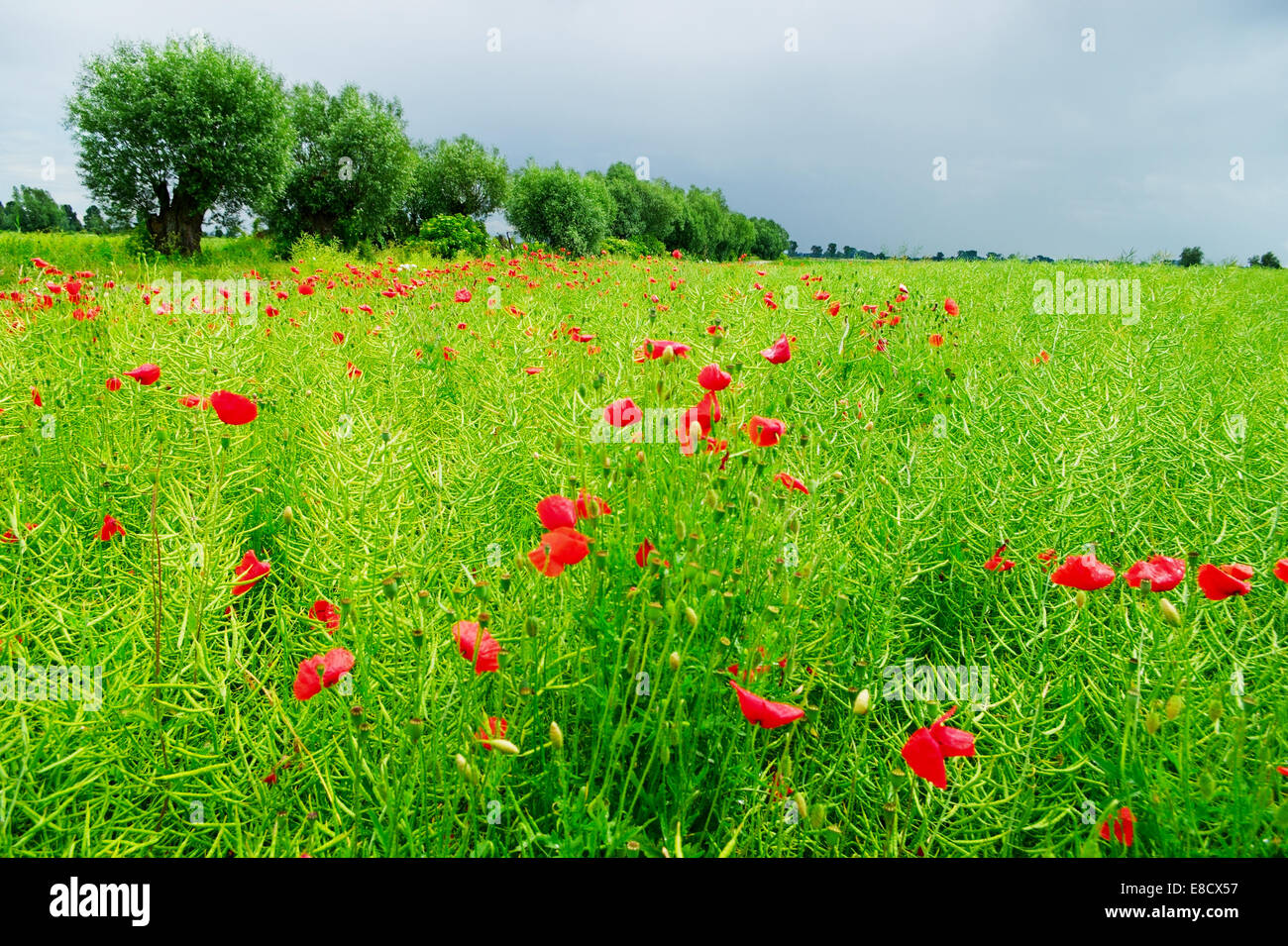 Ermland warmia hi-res stock photography and images - Alamy