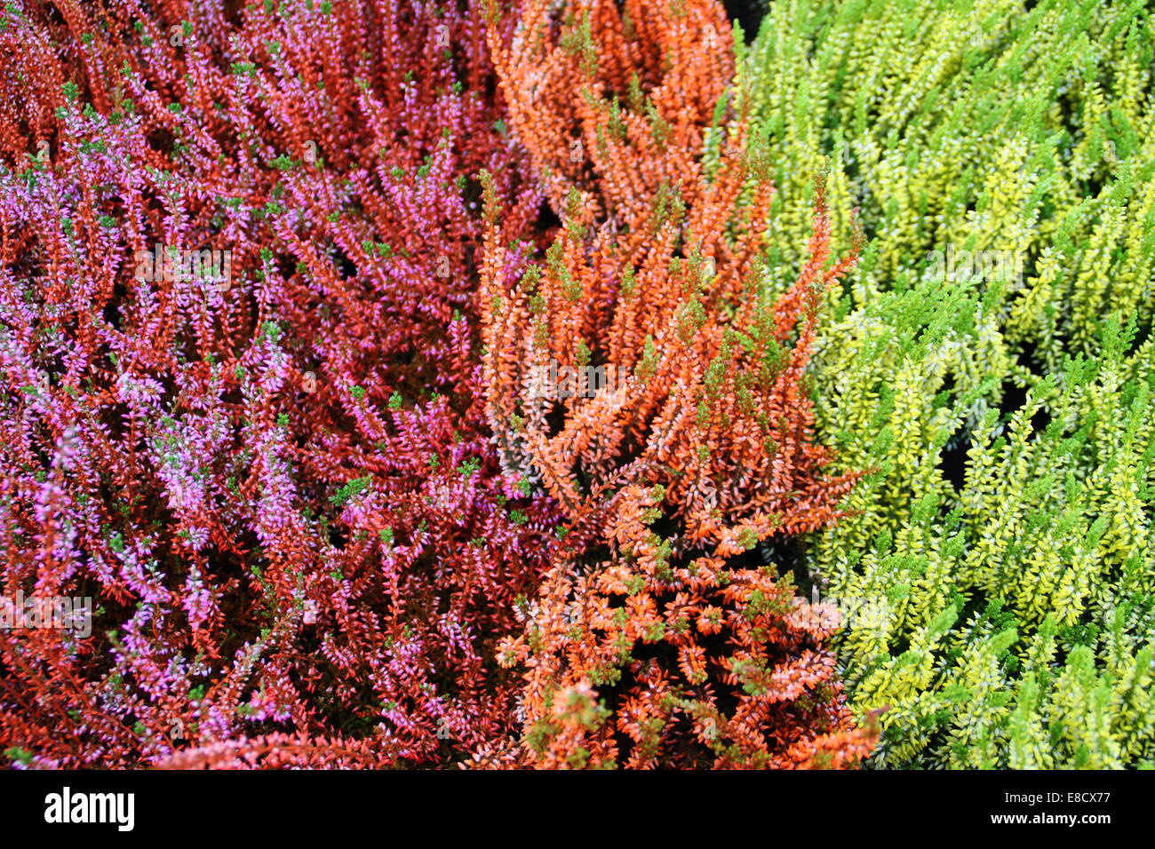 Colourful painted heathers for sale in a garden centre, England, UK ...