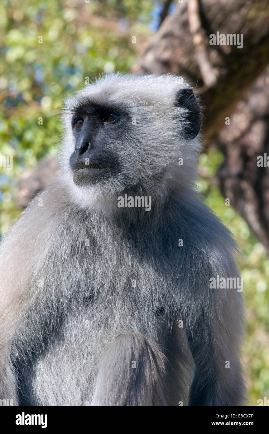 Black Faced Indian Monkey High Resolution Stock Photography and Images ...