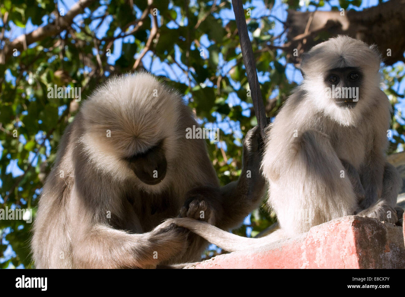Indian mother and baby hi-res stock photography and images - Alamy