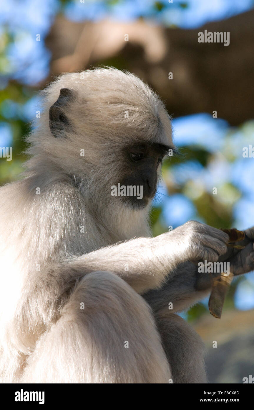 Black faced indian monkey hi-res stock photography and images - Alamy