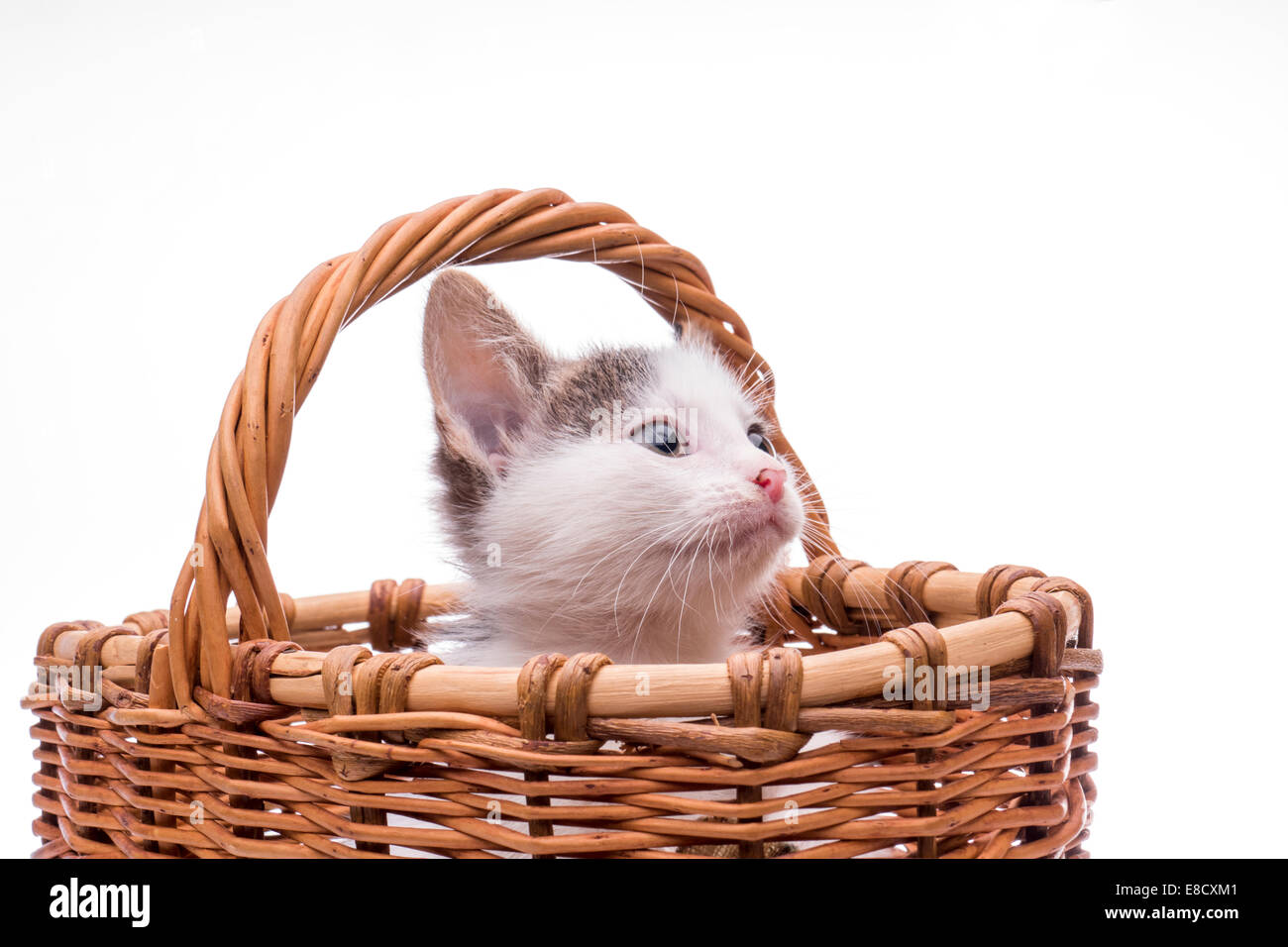 Little funny kitten Stock Photo - Alamy
