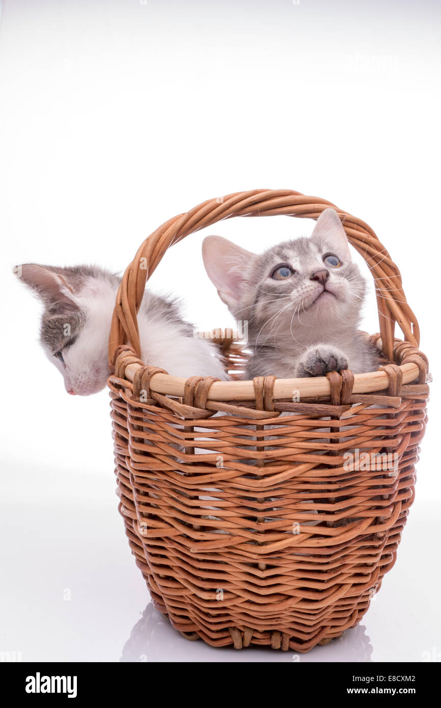 Little funny kitten Stock Photo - Alamy
