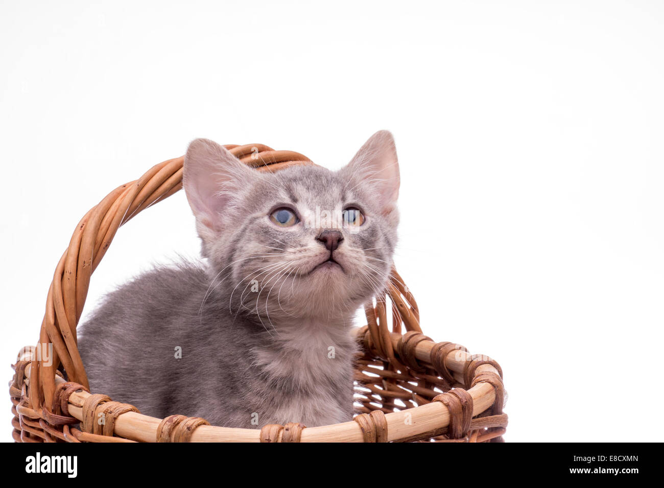 Little funny kitten Stock Photo - Alamy