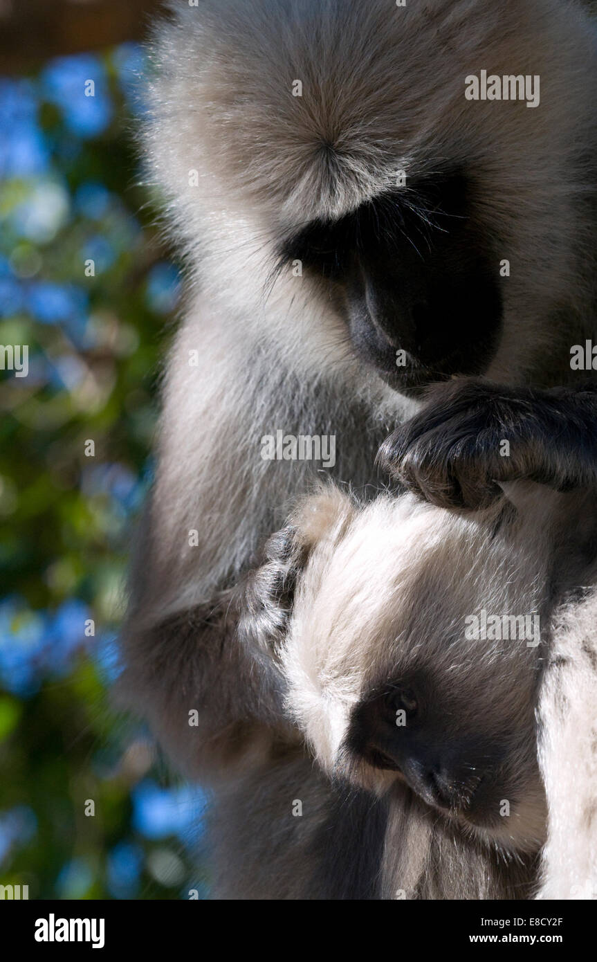 Close up of black faced Indian Langur monkey mother grooming her baby ...