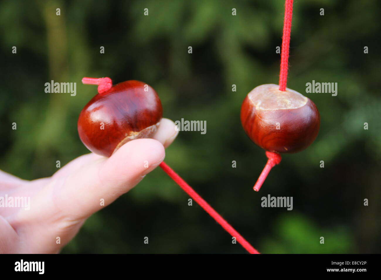 Conkers hi-res stock photography and images - Alamy