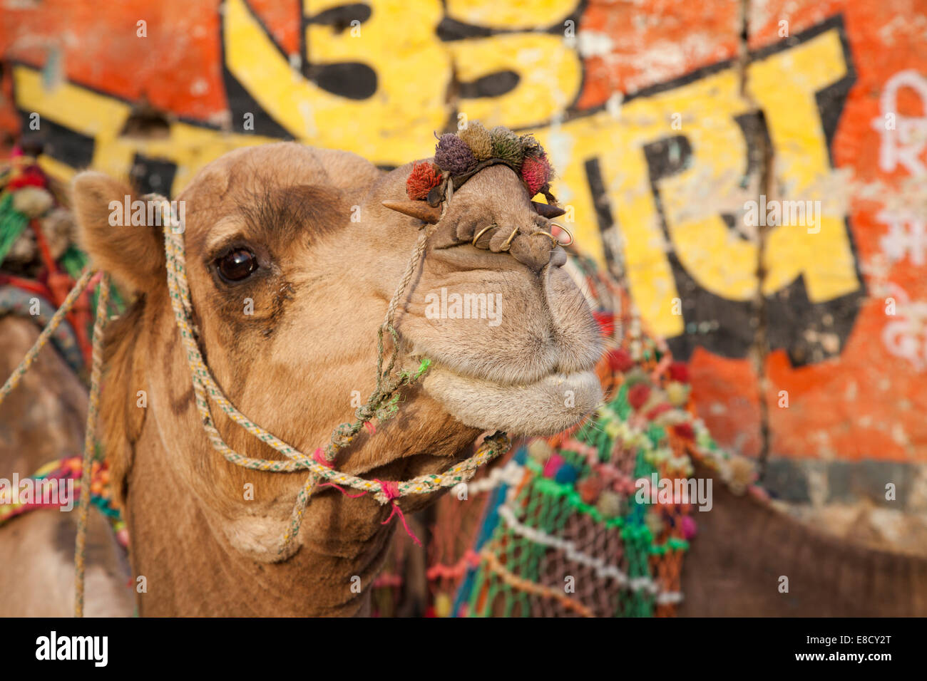 Indian camel hi-res stock photography and images - Alamy