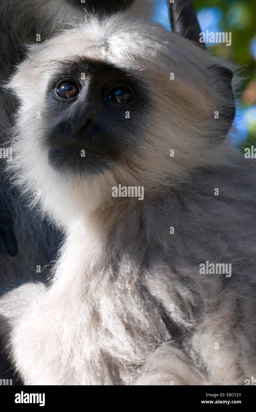 Close up of black faced Indian Langur monkey baby in dappled sunlight ...