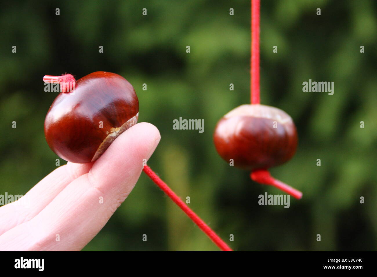 Conker fight hi-res stock photography and images - Alamy