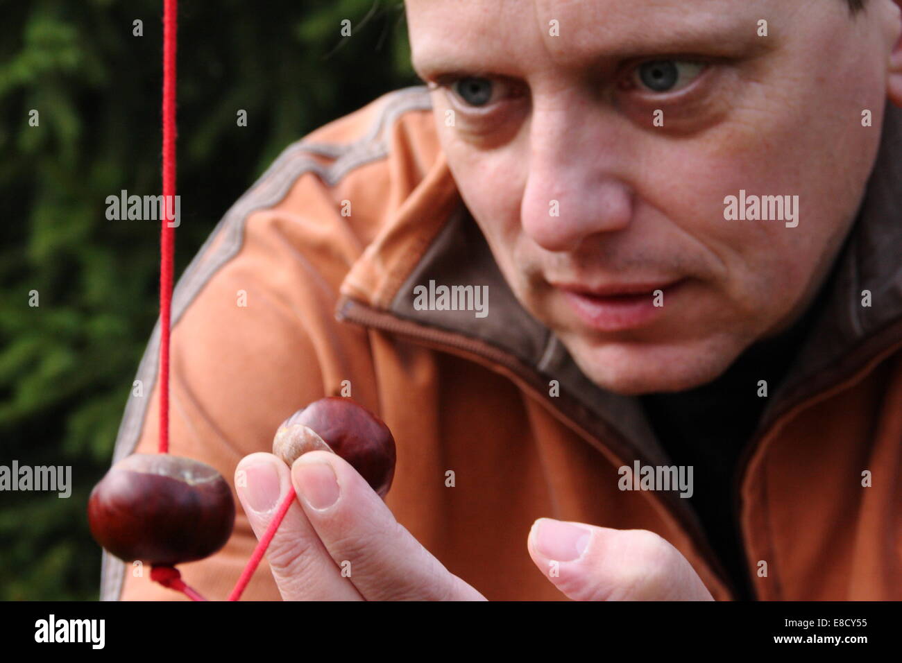 Conker Fight High Resolution Stock Photography and Images - Alamy