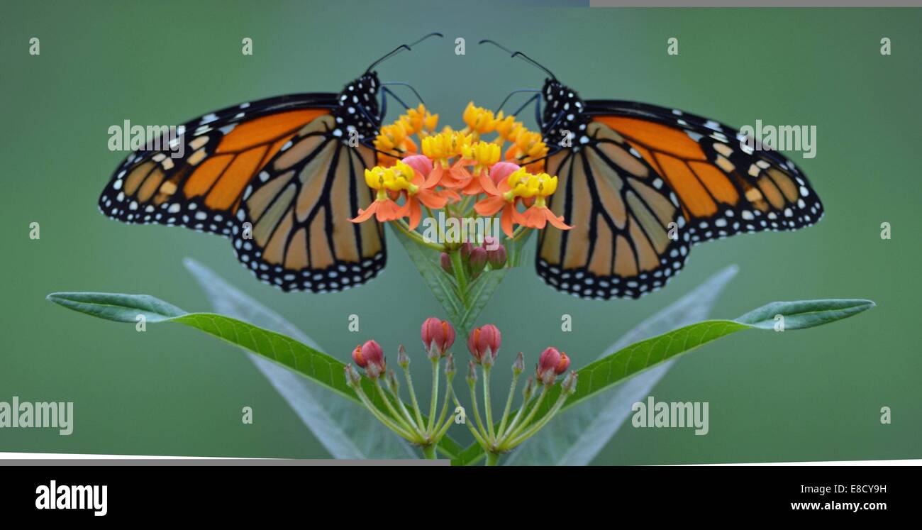two monarch butterflies on a butterfly weed flower Stock Photo - Alamy